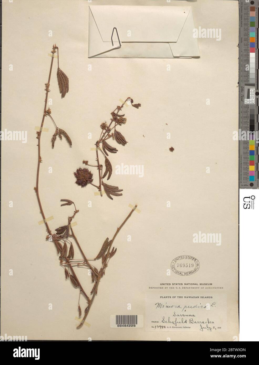 Empfindliche arten -Fotos und -Bildmaterial in hoher Auflösung – Alamy