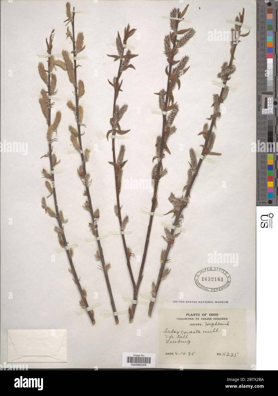 Salix cordata -Fotos und -Bildmaterial in hoher Auflösung – Alamy