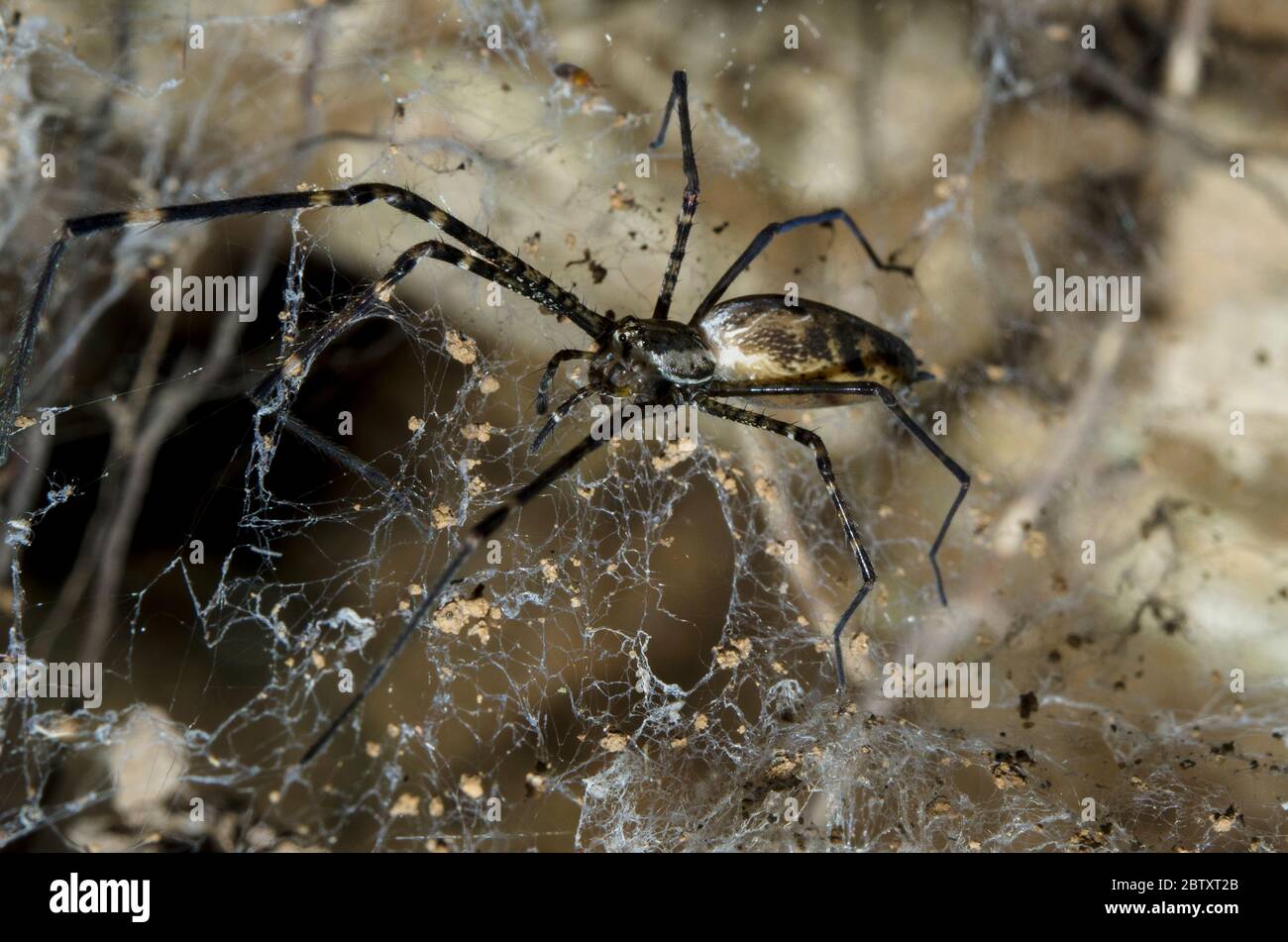 Orb weaver spider seitenansicht -Fotos und -Bildmaterial in hoher ...