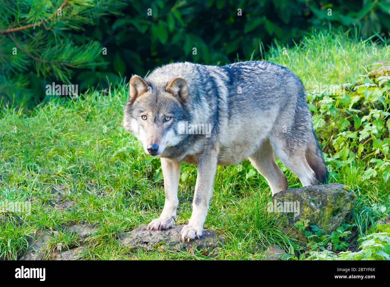 Eurasischer Wolf Europaischer Grauwolf Stockfotos und -bilder Kaufen ...
