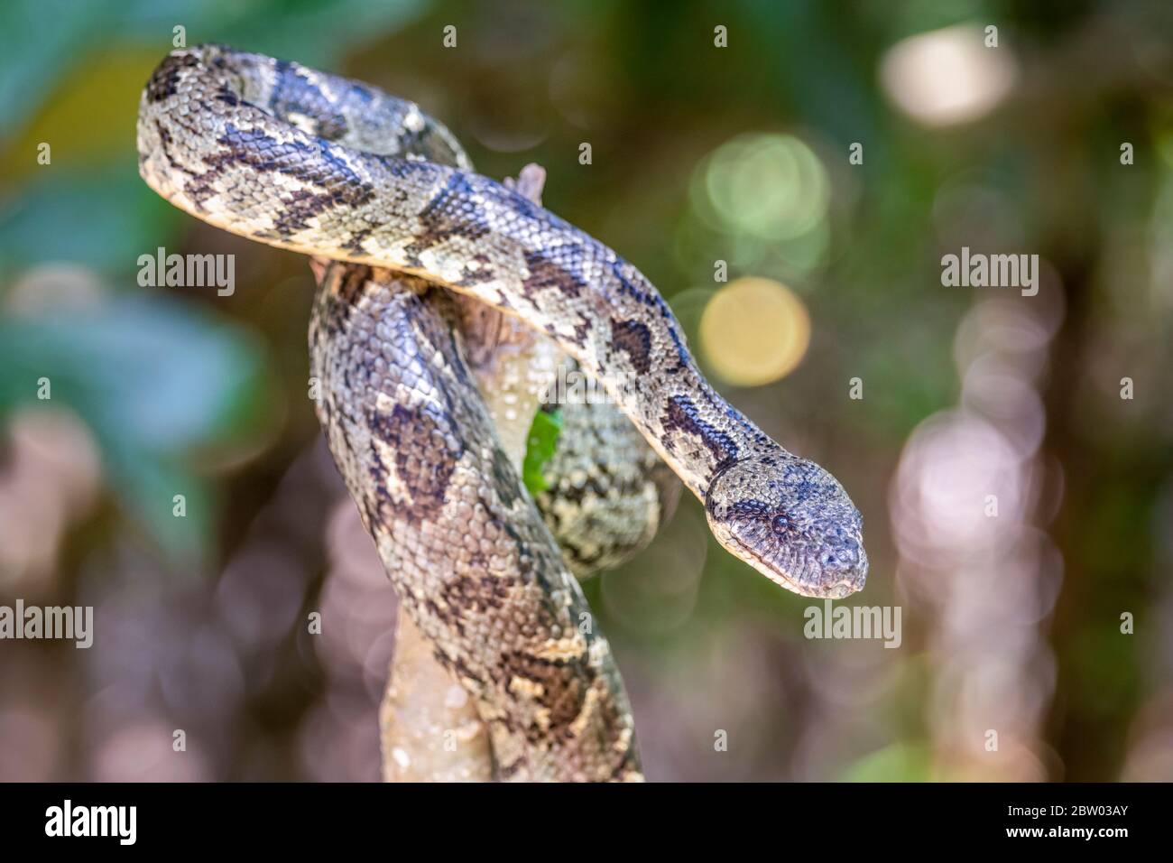 Madagaskar baum boa schlange -Fotos und -Bildmaterial in hoher ...
