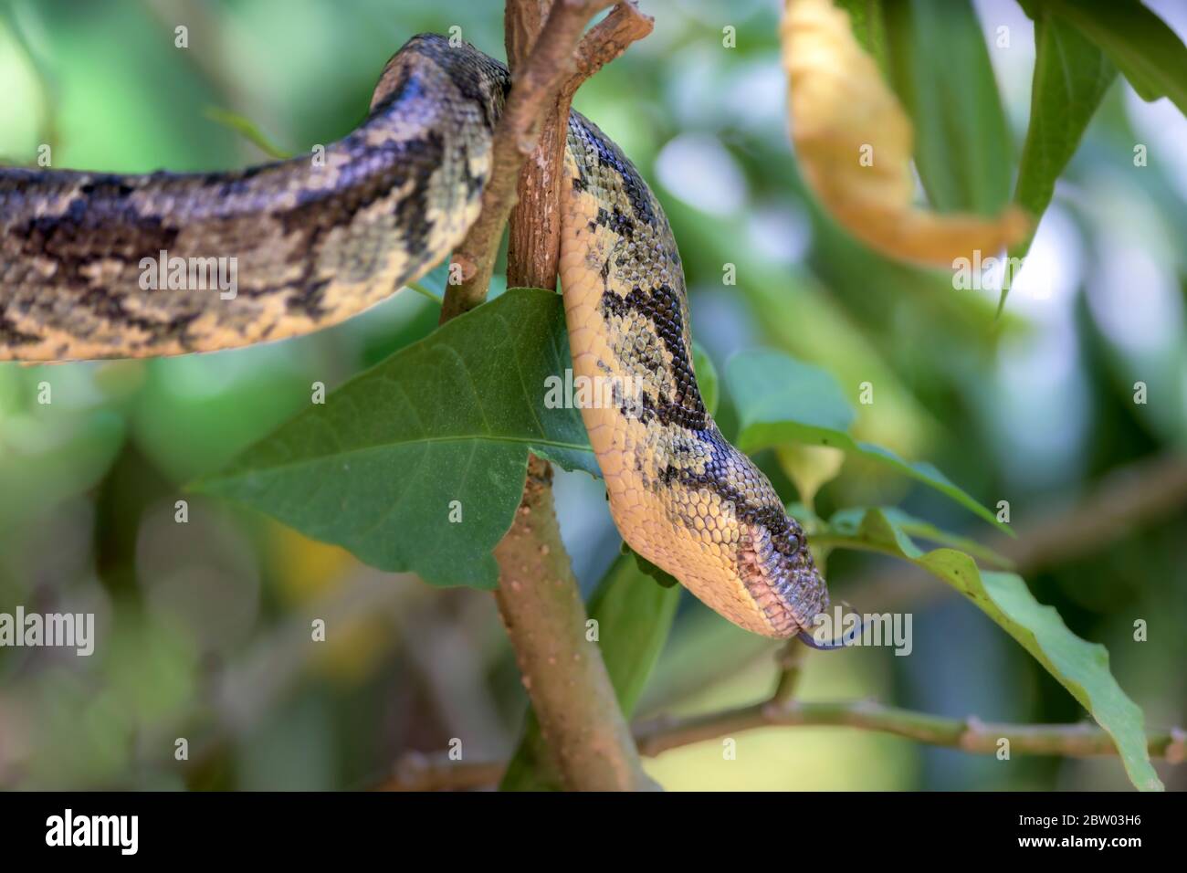 Madagaskar baum boa schlange -Fotos und -Bildmaterial in hoher ...