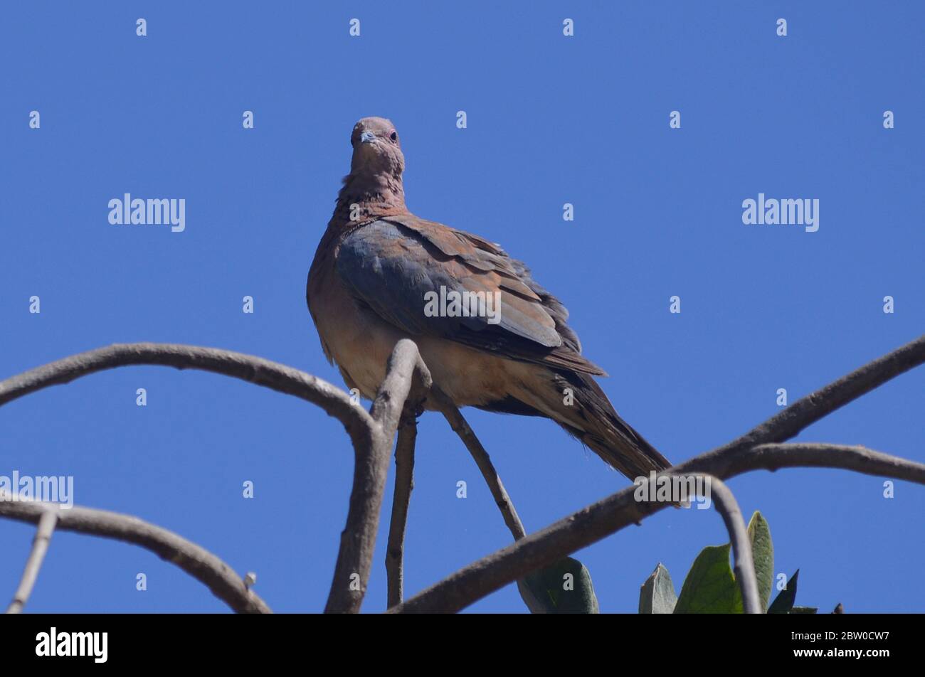 Senegal oder Lachtaube (Spilopelia senegalensis) in einem städtischen ...
