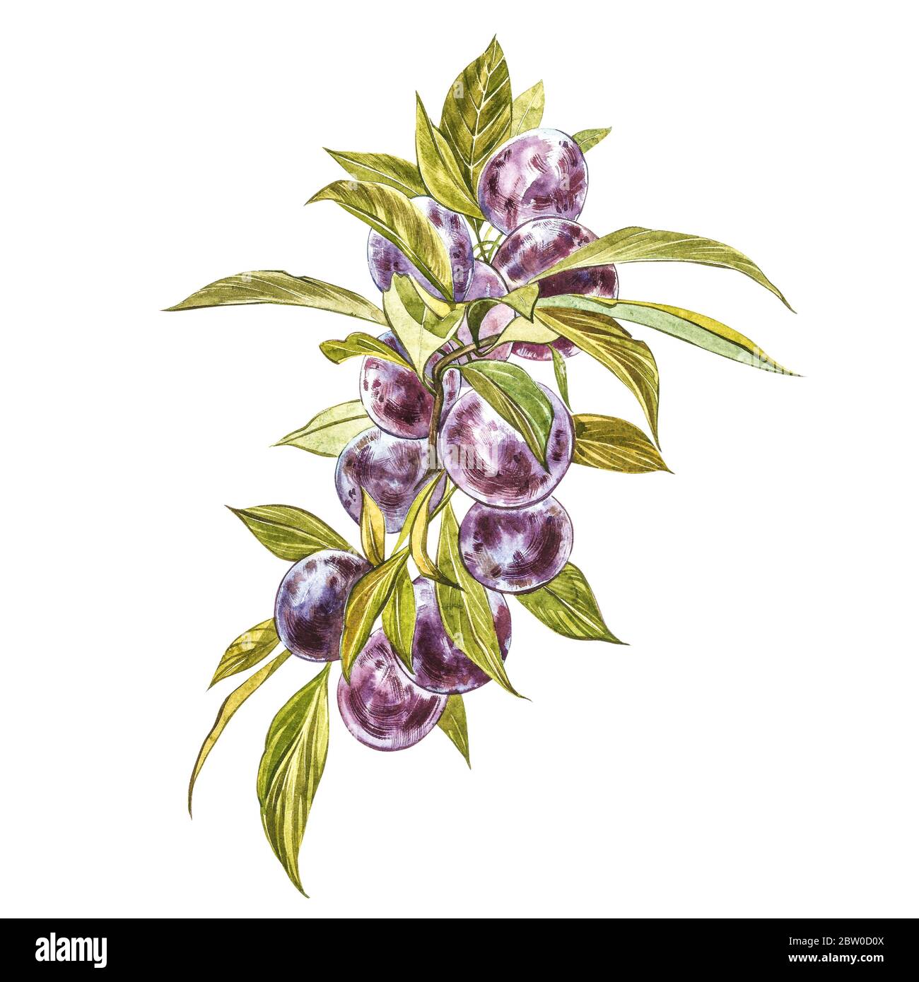 Reife Pflaume und Zweig mit Blumen. Pflaume Zeichnung Aquarell isoliert ...