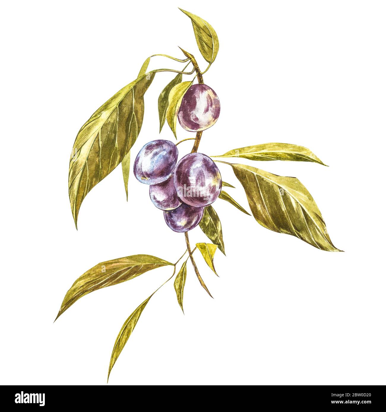 Reife Pflaume und Zweig mit Blumen. Pflaume Zeichnung Aquarell isoliert ...