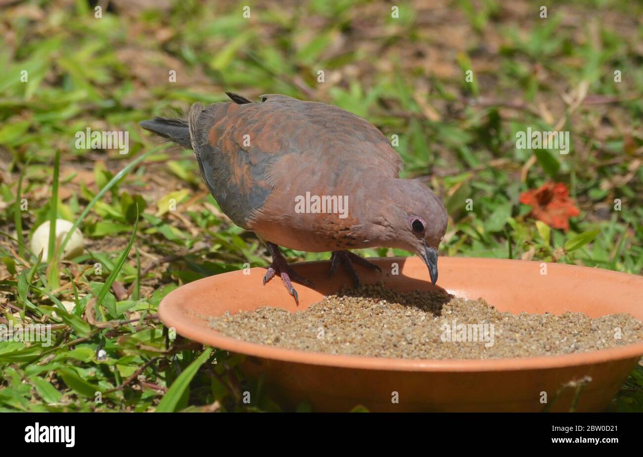 Senegal oder Lachtaube (Spilopelia senegalensis) in einem städtischen ...