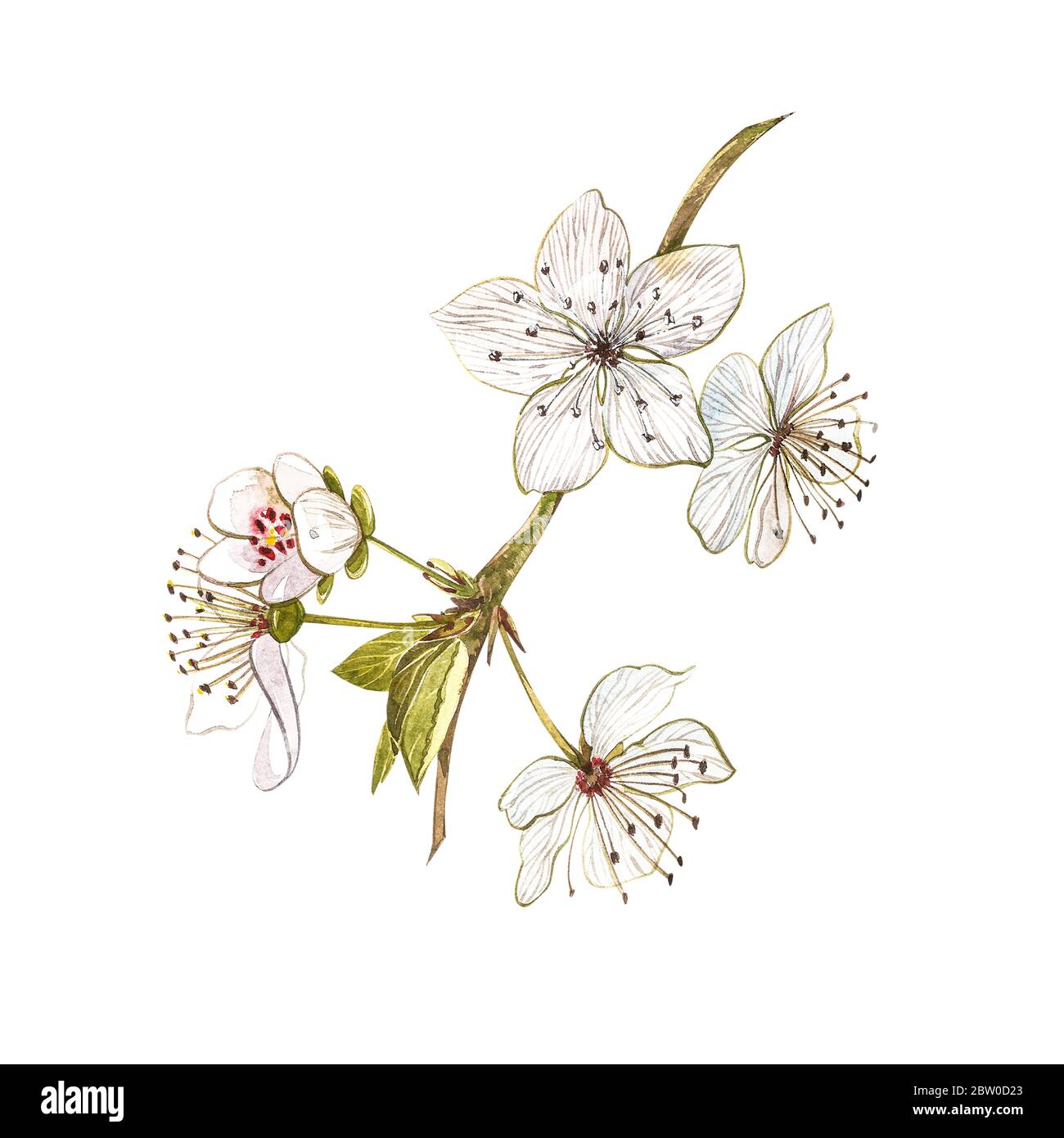 Reife Pflaume und Zweig mit Blumen. Pflaume Zeichnung Aquarell isoliert ...
