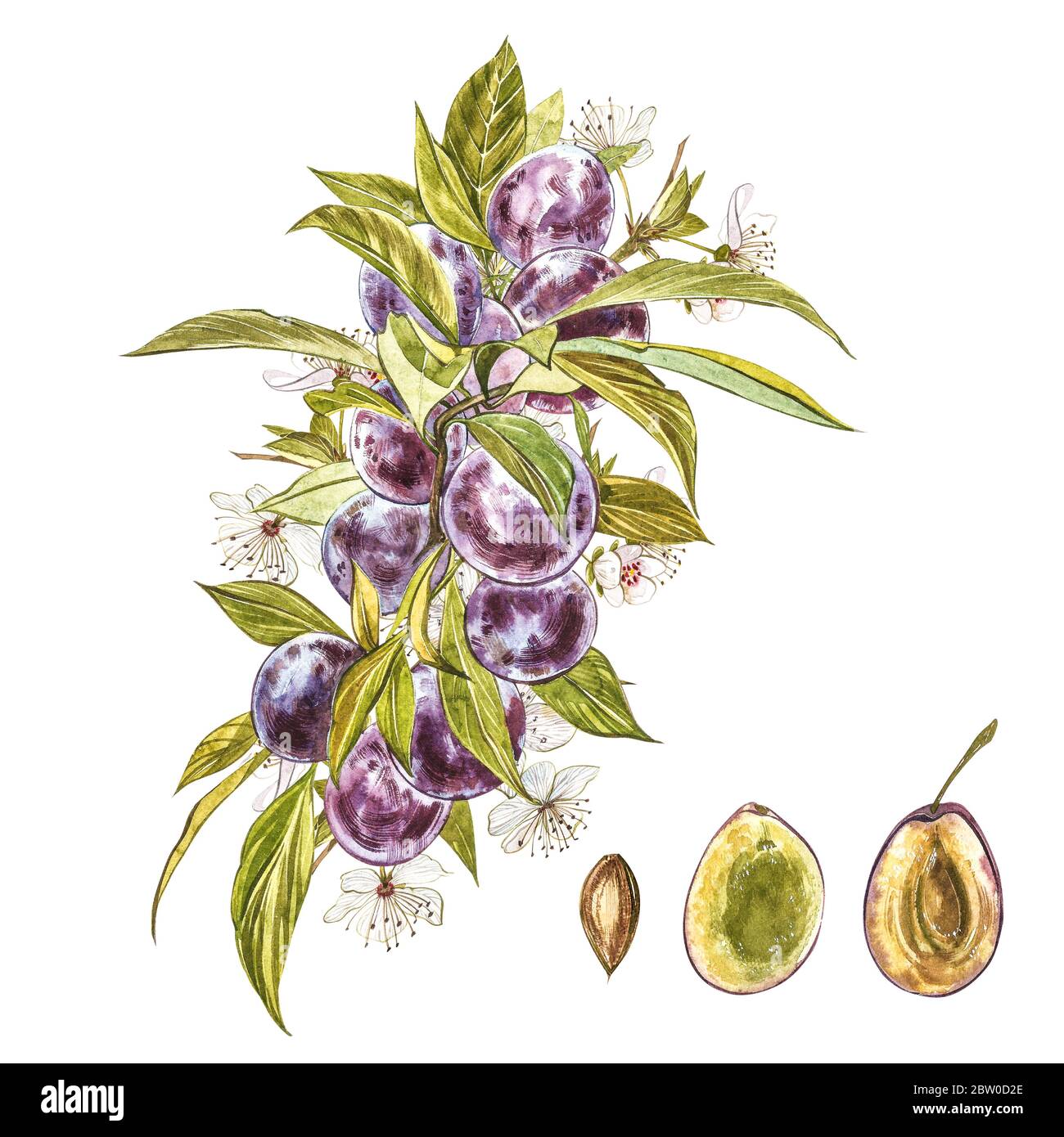 Reife Pflaume und Zweig mit Blumen. Pflaume Zeichnung Aquarell isoliert ...