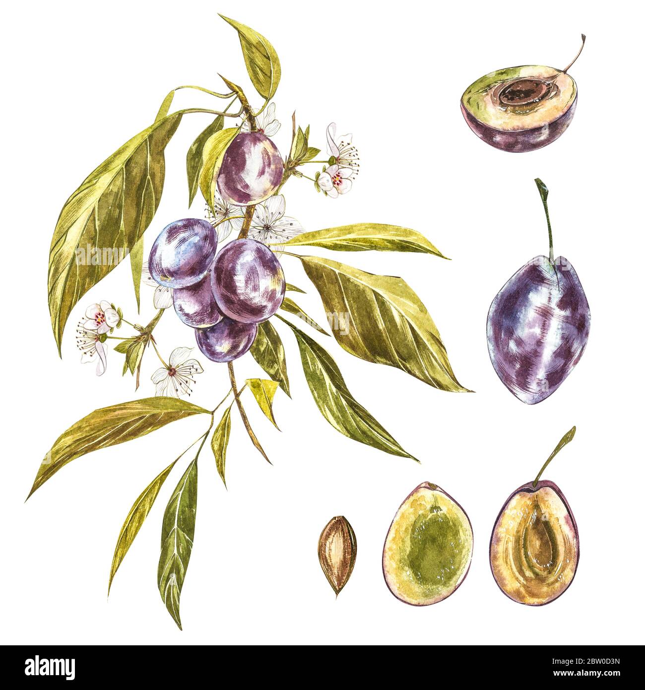 Reife Pflaume und Zweig mit Blumen. Pflaume Zeichnung Aquarell isoliert ...