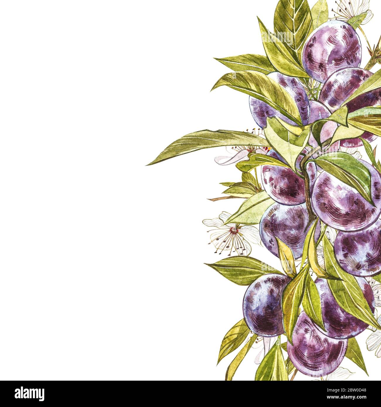 Reife Pflaume und Zweig mit Blumen. Pflaume Zeichnung Aquarell isoliert ...