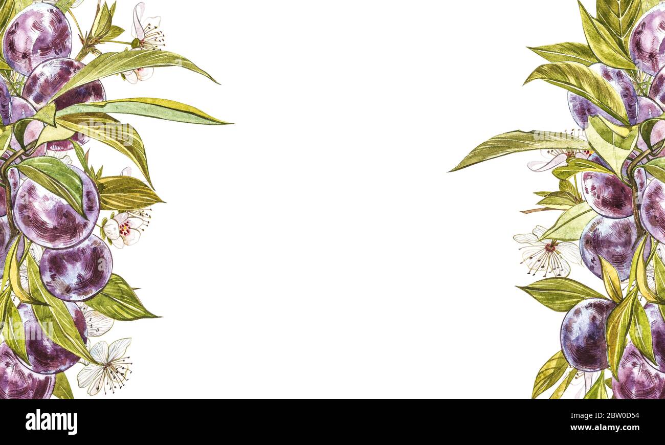 Reife Pflaume und Zweig mit Blumen. Pflaume Zeichnung Aquarell isoliert ...