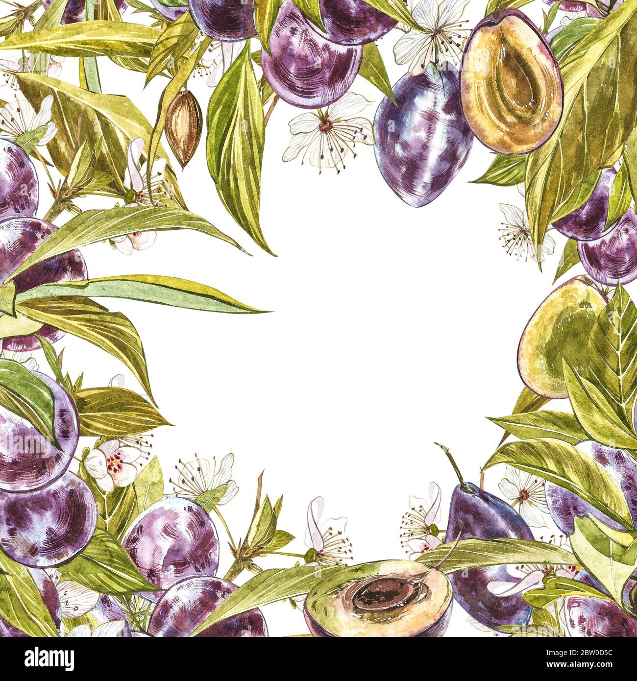 Reife Pflaume und Zweig mit Blumen. Pflaume Zeichnung Aquarell isoliert ...