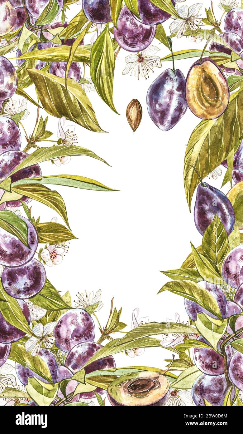 Reife Pflaume und Zweig mit Blumen. Pflaume Zeichnung Aquarell isoliert ...
