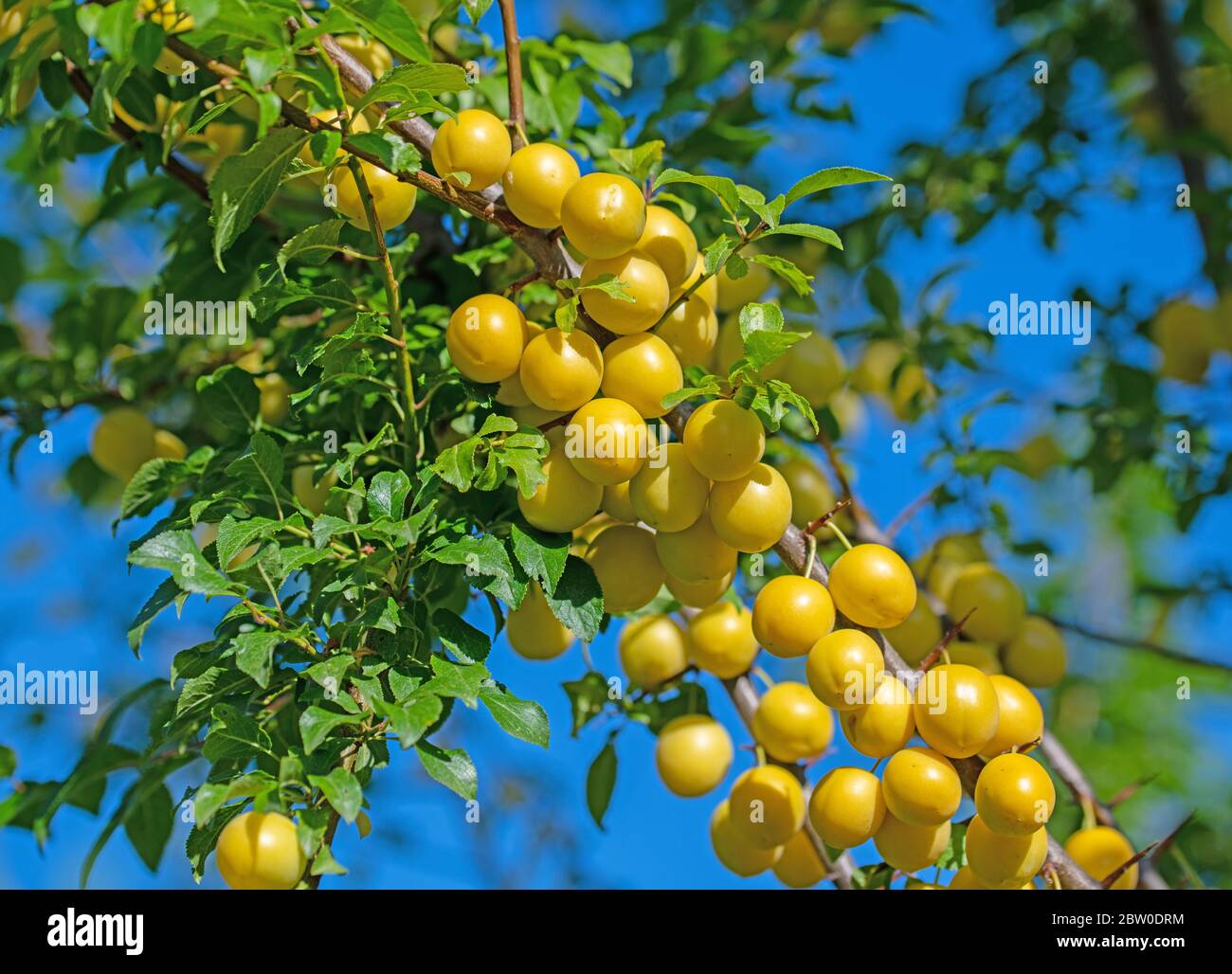 Wilde gelbe pflaume -Fotos und -Bildmaterial in hoher Auflösung – Alamy