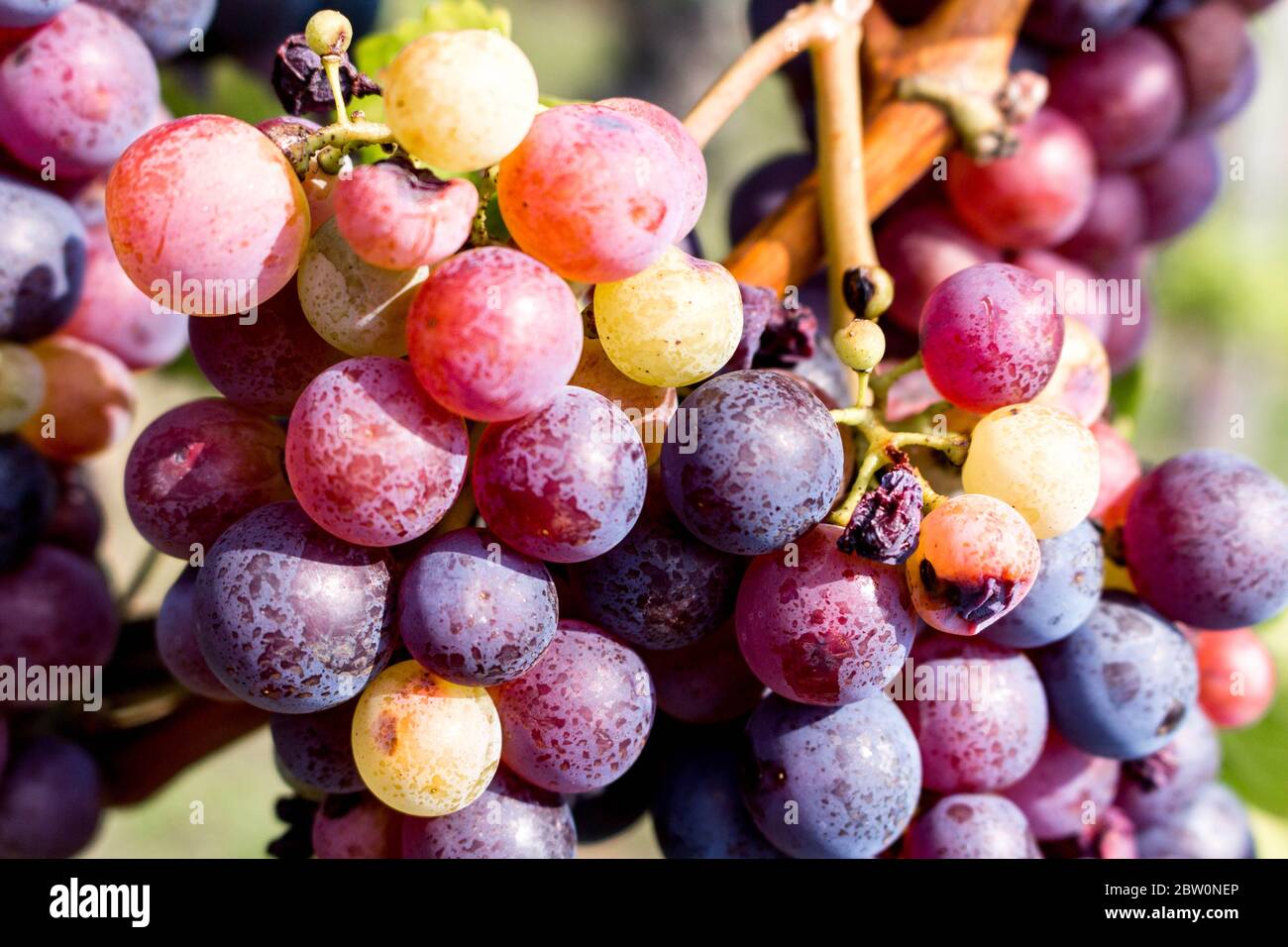 Runde lila frucht -Fotos und -Bildmaterial in hoher Auflösung – Alamy