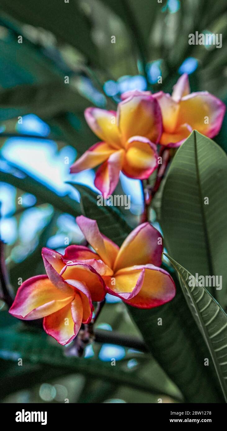Roter frangipani -Fotos und -Bildmaterial in hoher Auflösung – Alamy