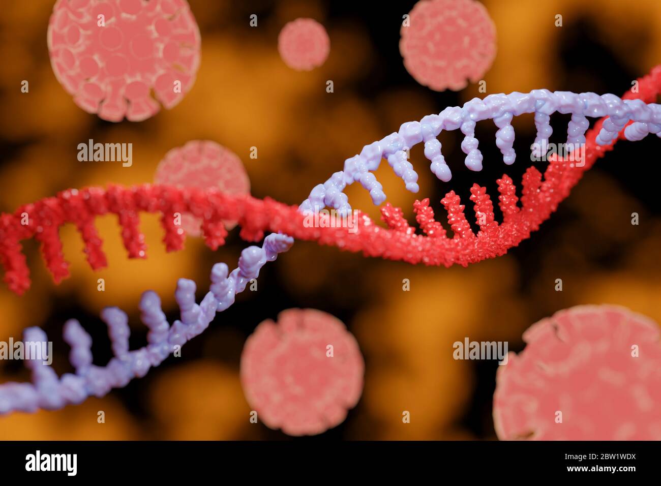 3D-Darstellung der Replikation von RNA mit Virus-RNA Stockfotografie ...