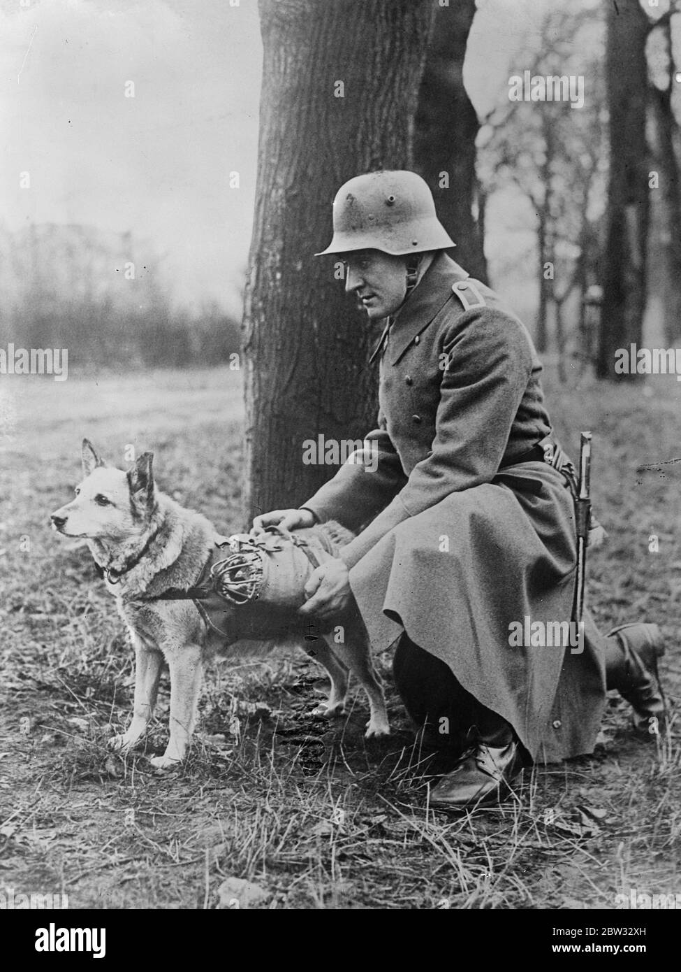 German taube -Fotos und -Bildmaterial in hoher Auflösung – Alamy
