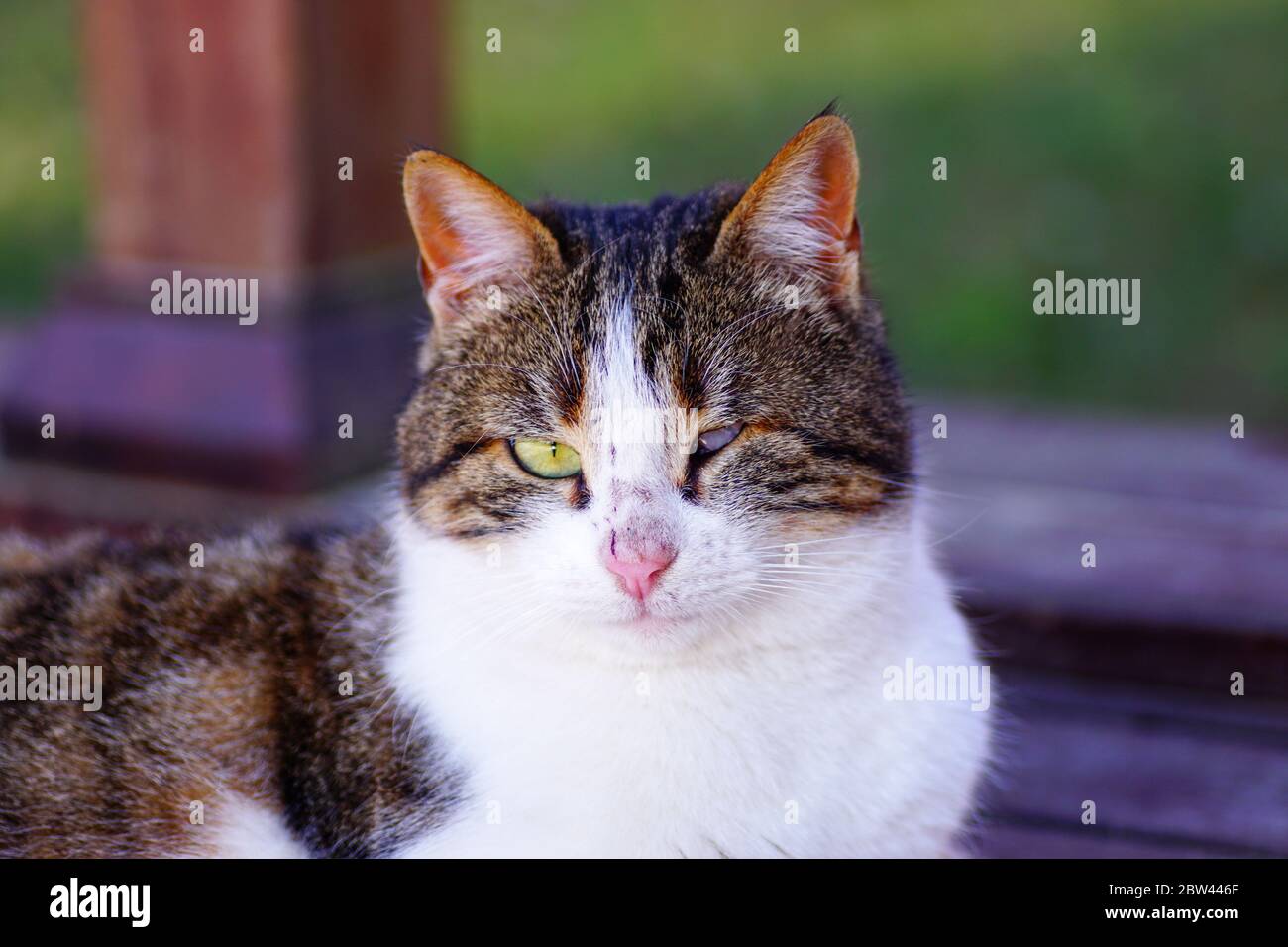 Blinde katze -Fotos und -Bildmaterial in hoher Auflösung – Alamy
