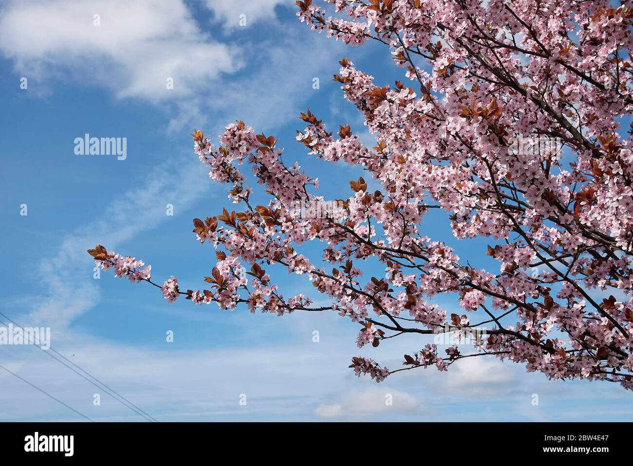Prunus cerasifera nigra baum -Fotos und -Bildmaterial in hoher ...
