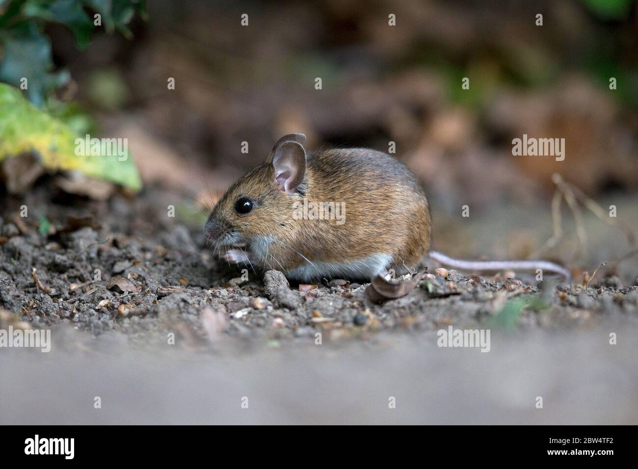Waldmaus (Apodemus Sylvaticus Stockfotografie - Alamy