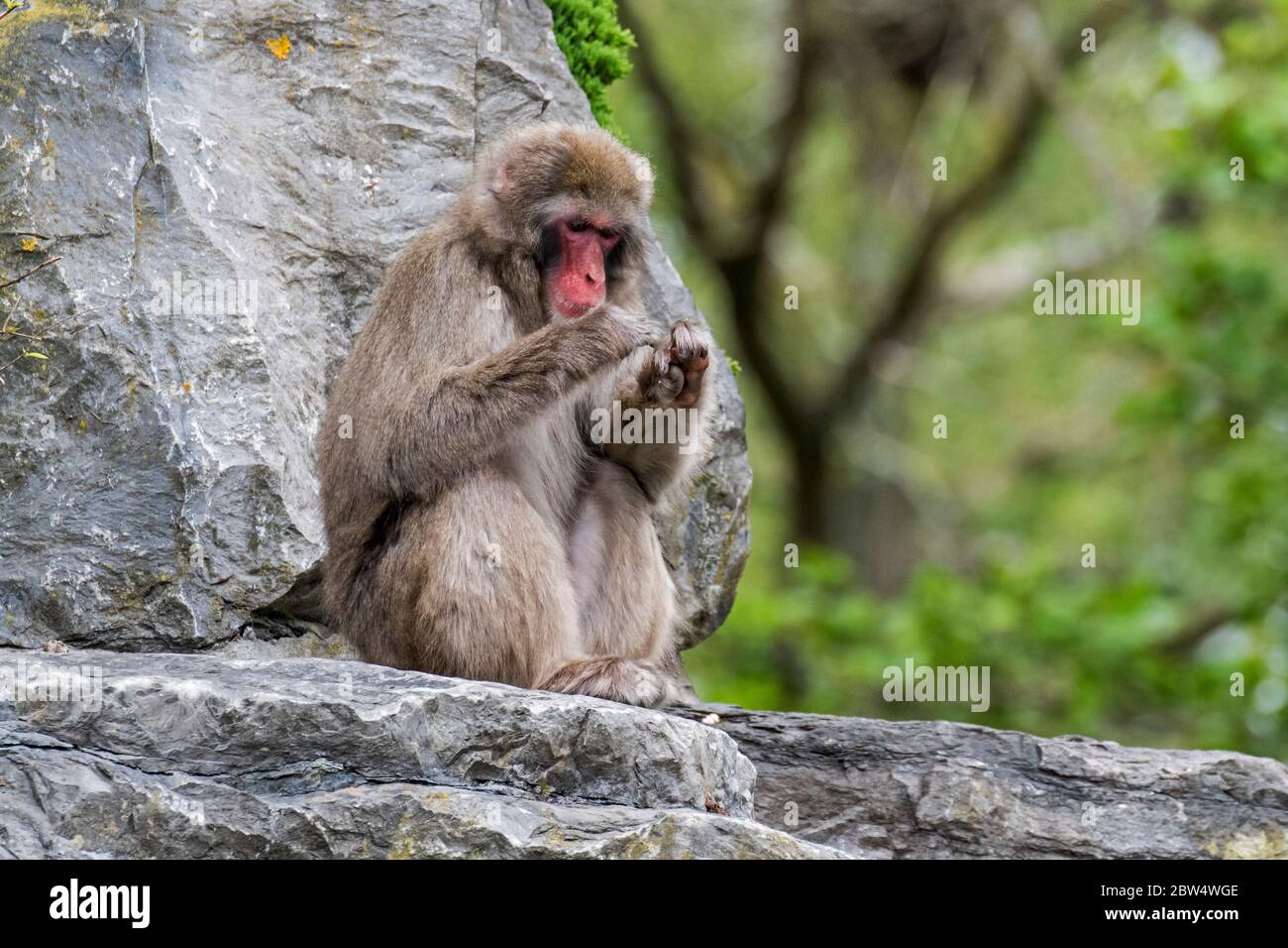 Japanischer Makak / Schneemaffe (Macaca fuscata) sitzt in Felswand ...
