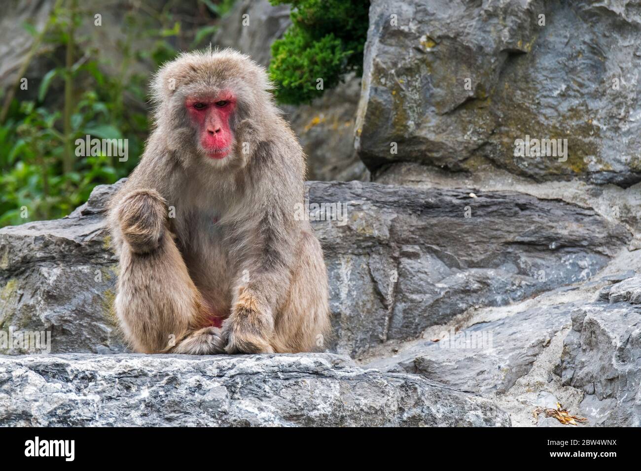 Japanischer Makak / Schneemaffe (Macaca fuscata) sitzt in Felswand ...