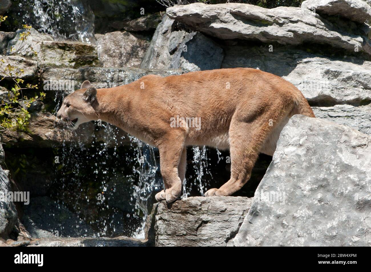 Ein Puma springt von einem Felsen zum anderen mit einem Wasserfall ...