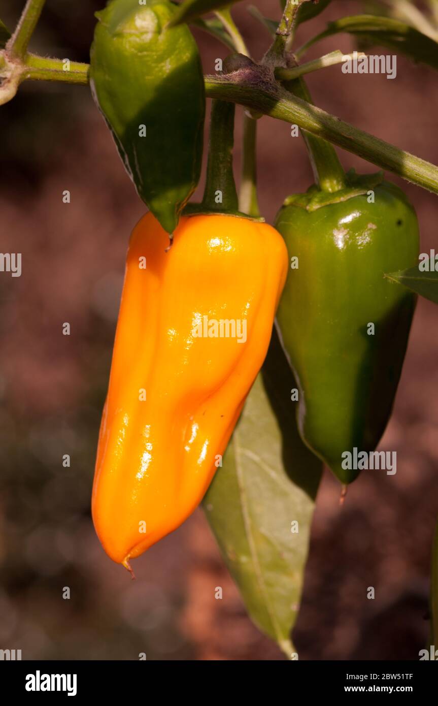 Pflanze der chili sorte -Fotos und -Bildmaterial in hoher Auflösung – Alamy