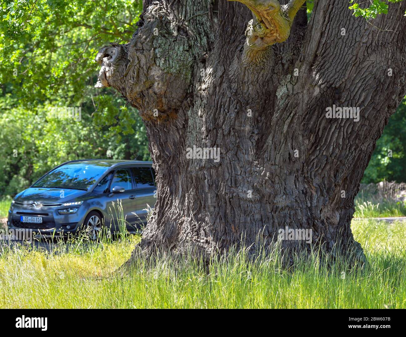 Dicke eiche -Fotos und -Bildmaterial in hoher Auflösung – Alamy