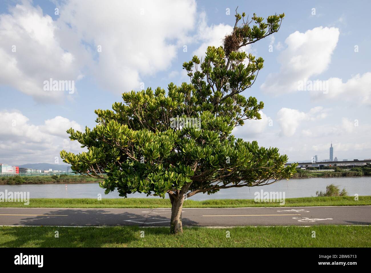 Formosan nato baum -Fotos und -Bildmaterial in hoher Auflösung – Alamy