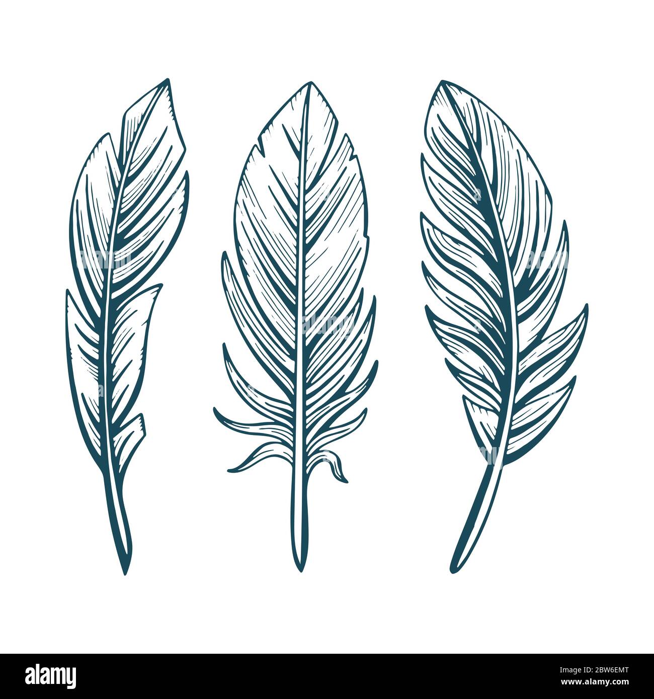 Illustrationen federn Stock-Vektorgrafiken kaufen - Alamy