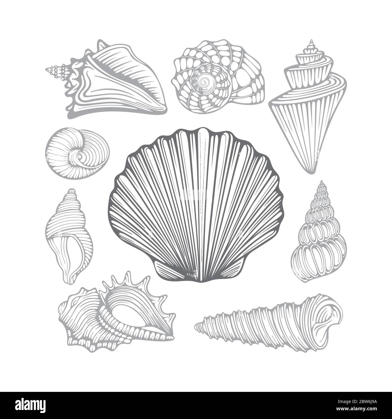 Muscheln illustrationen Stock-Vektorgrafiken kaufen - Alamy