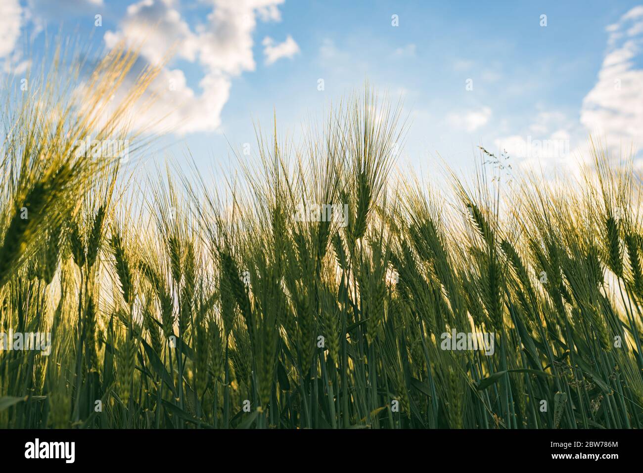 Farm Feld Hintergrund Stockfotos und -bilder Kaufen - Alamy