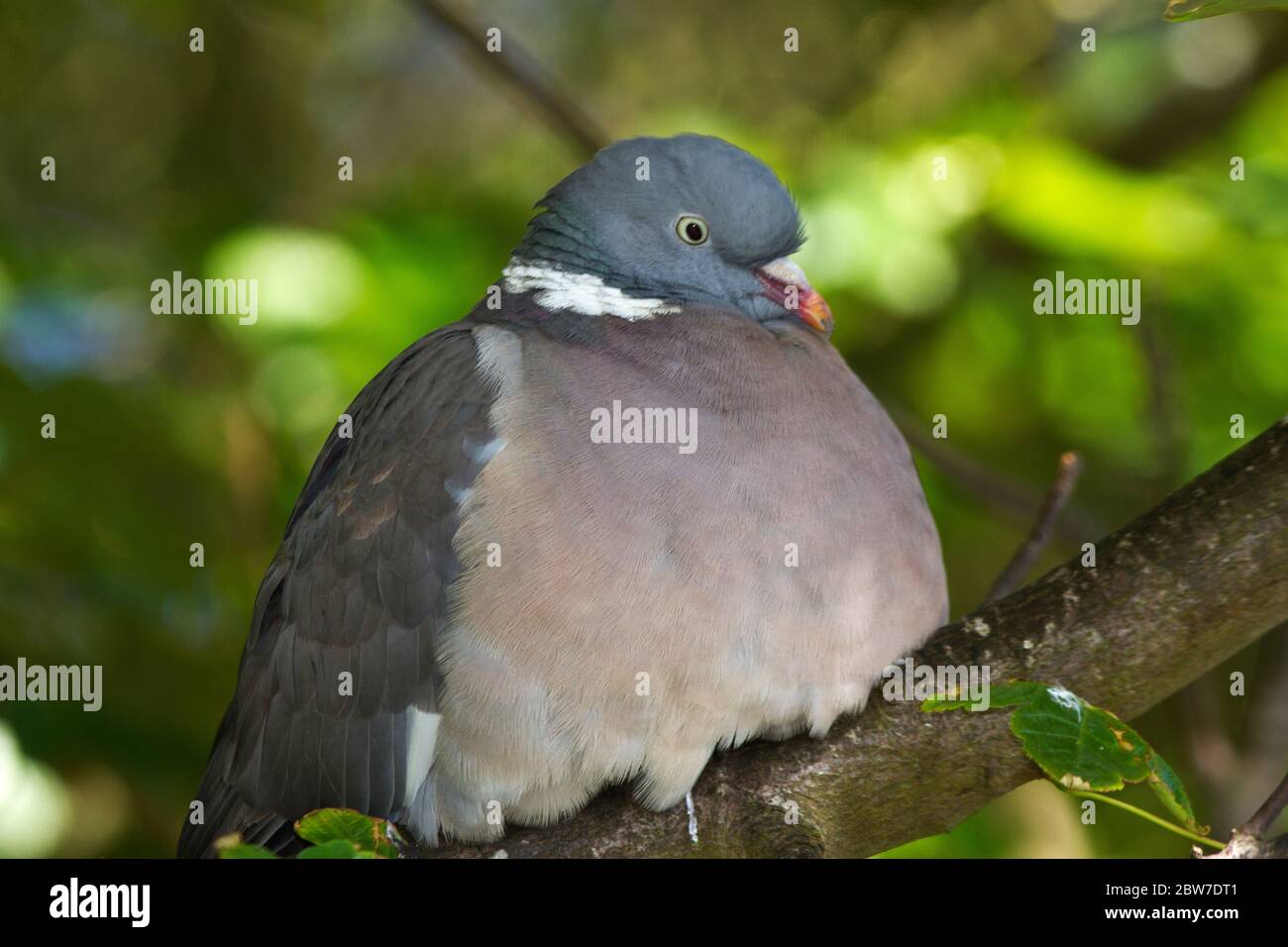 Taubeneier Im Nest Stockfotos und -bilder Kaufen - Alamy
