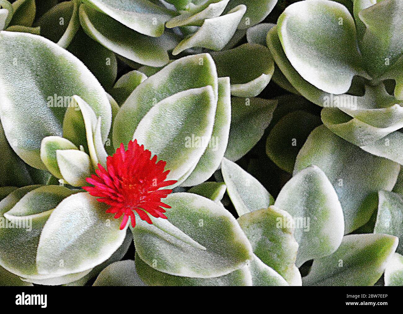 Kaktus blume foto -Fotos und -Bildmaterial in hoher Auflösung – Alamy