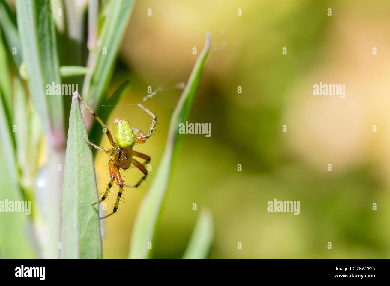 Cephalothorax rotbraun -Fotos und -Bildmaterial in hoher Auflösung – Alamy