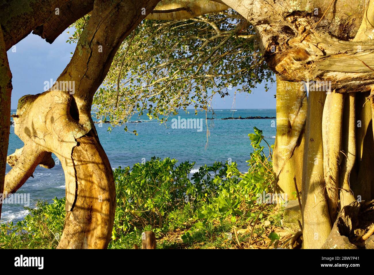 Banyan Tree in Cap Malheureux, Mauritius. Erstaunlicher Baum schöner ...