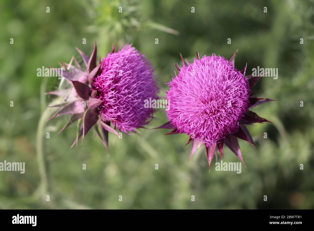 Riesen distel -Fotos und -Bildmaterial in hoher Auflösung – Alamy