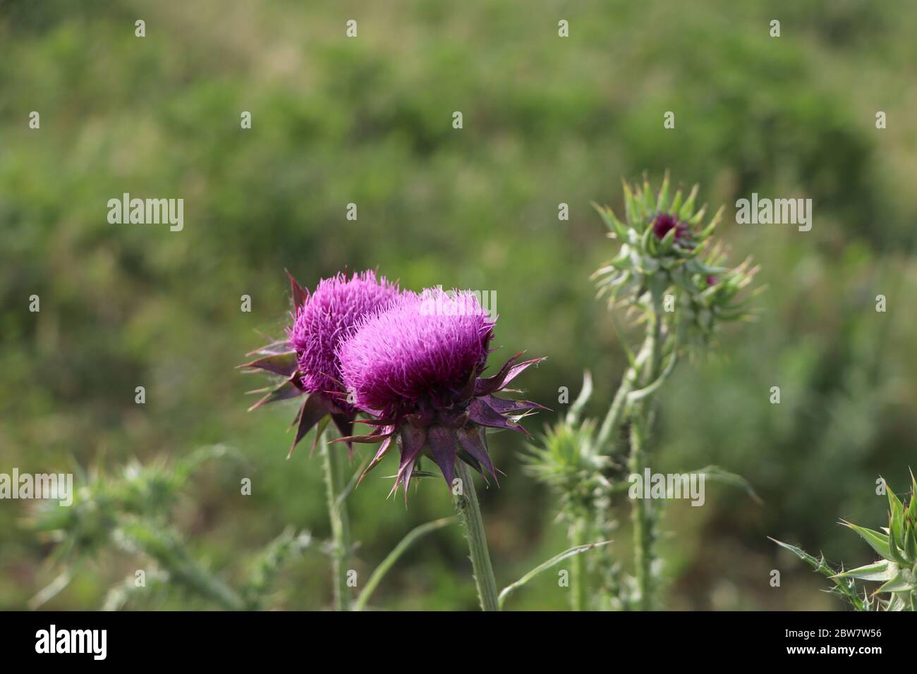 Riesen distel -Fotos und -Bildmaterial in hoher Auflösung – Alamy