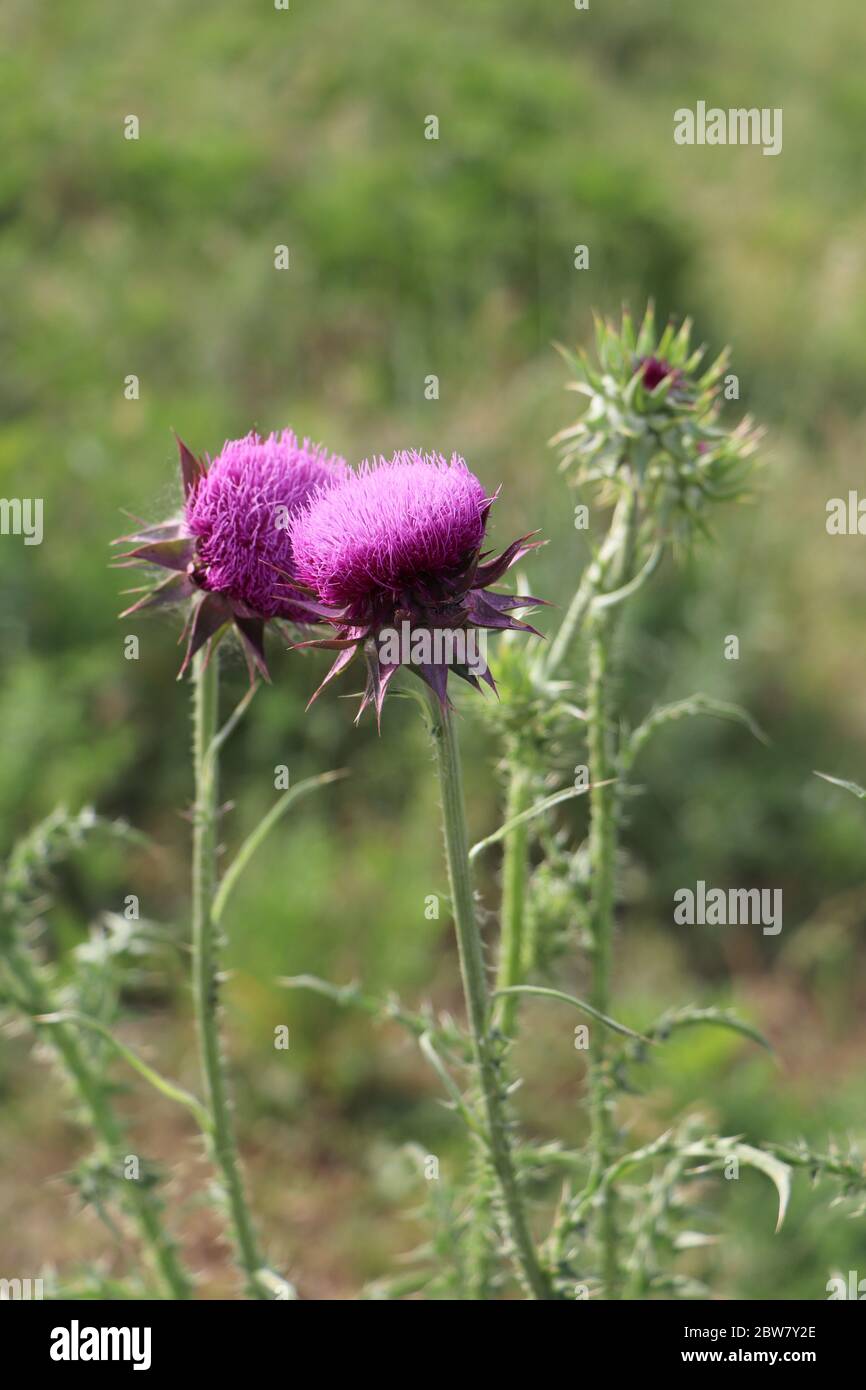 Lila disteln -Fotos und -Bildmaterial in hoher Auflösung – Alamy