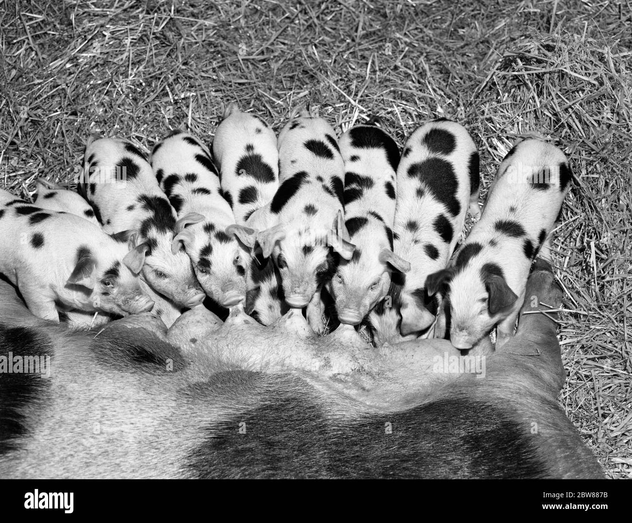 Schwein sus domesticus -Fotos und -Bildmaterial in hoher Auflösung – Alamy
