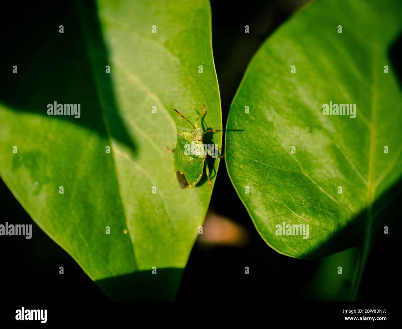 Insect life -Fotos und -Bildmaterial in hoher Auflösung – Alamy