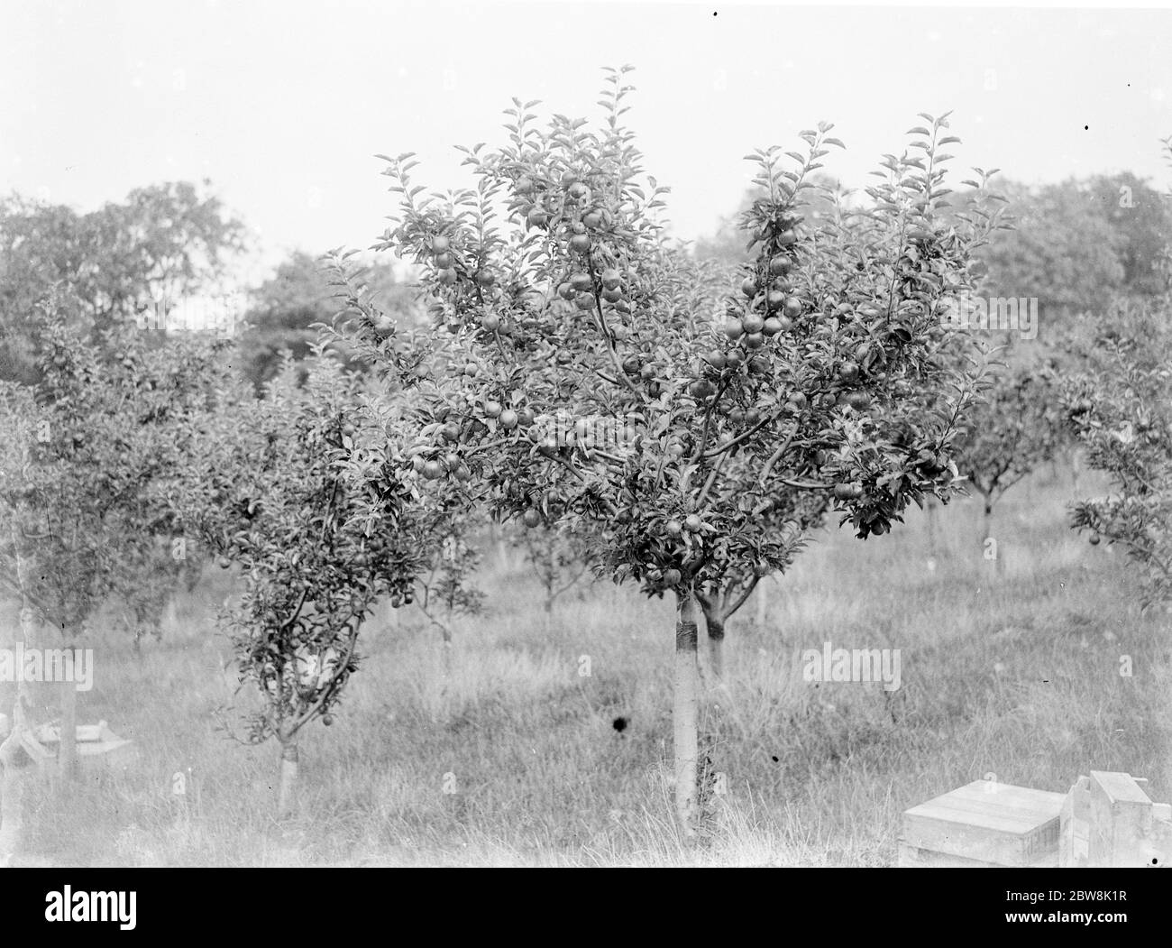 Historische frucht apfel -Fotos und -Bildmaterial in hoher Auflösung ...