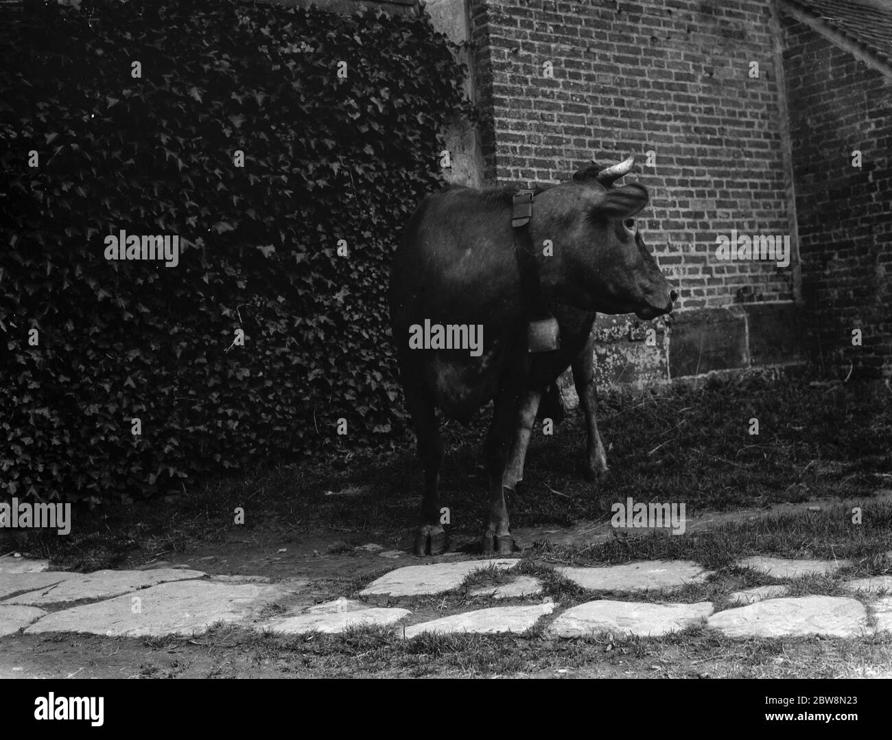 Kuh hufe -Fotos und -Bildmaterial in hoher Auflösung – Alamy
