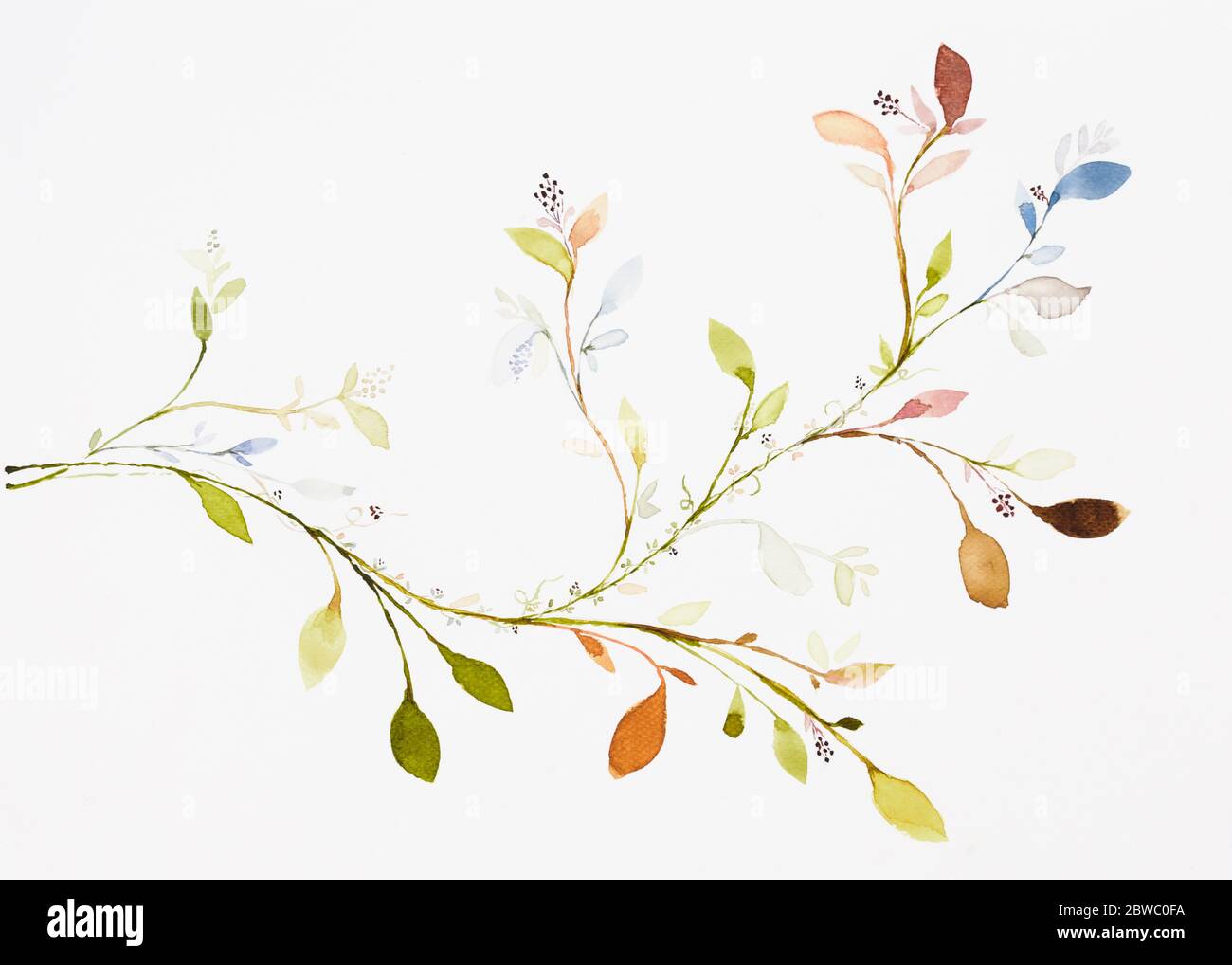 Aquarell efeu -Fotos und -Bildmaterial in hoher Auflösung – Alamy