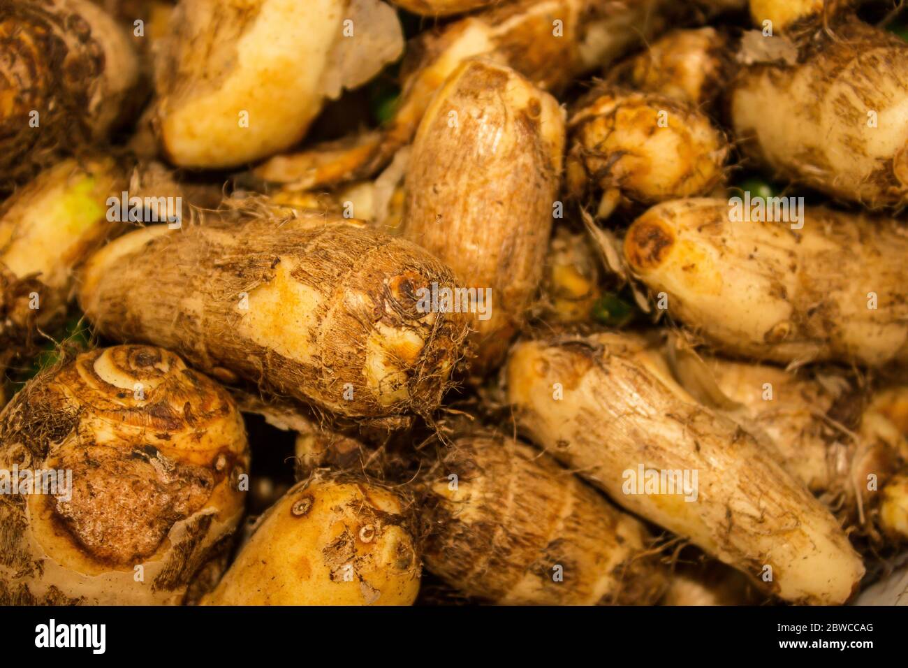 Lila taro -Fotos und -Bildmaterial in hoher Auflösung – Alamy