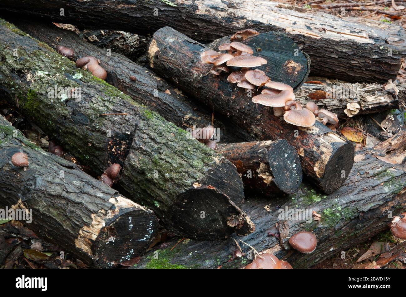 Champignons züchten garten -Fotos und -Bildmaterial in hoher Auflösung ...