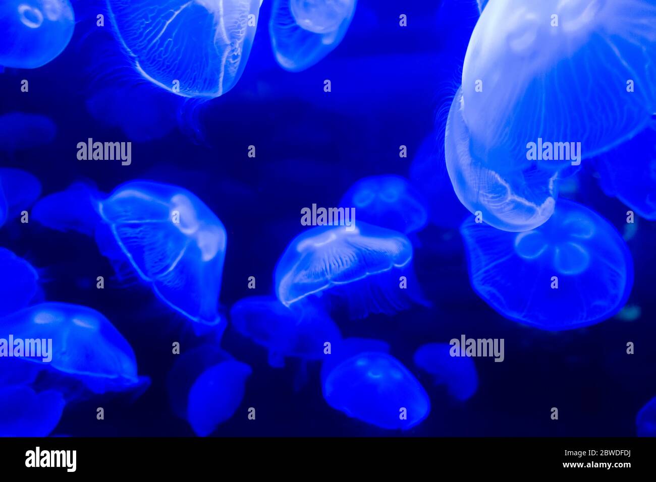 Ocean creatures -Fotos und -Bildmaterial in hoher Auflösung – Alamy