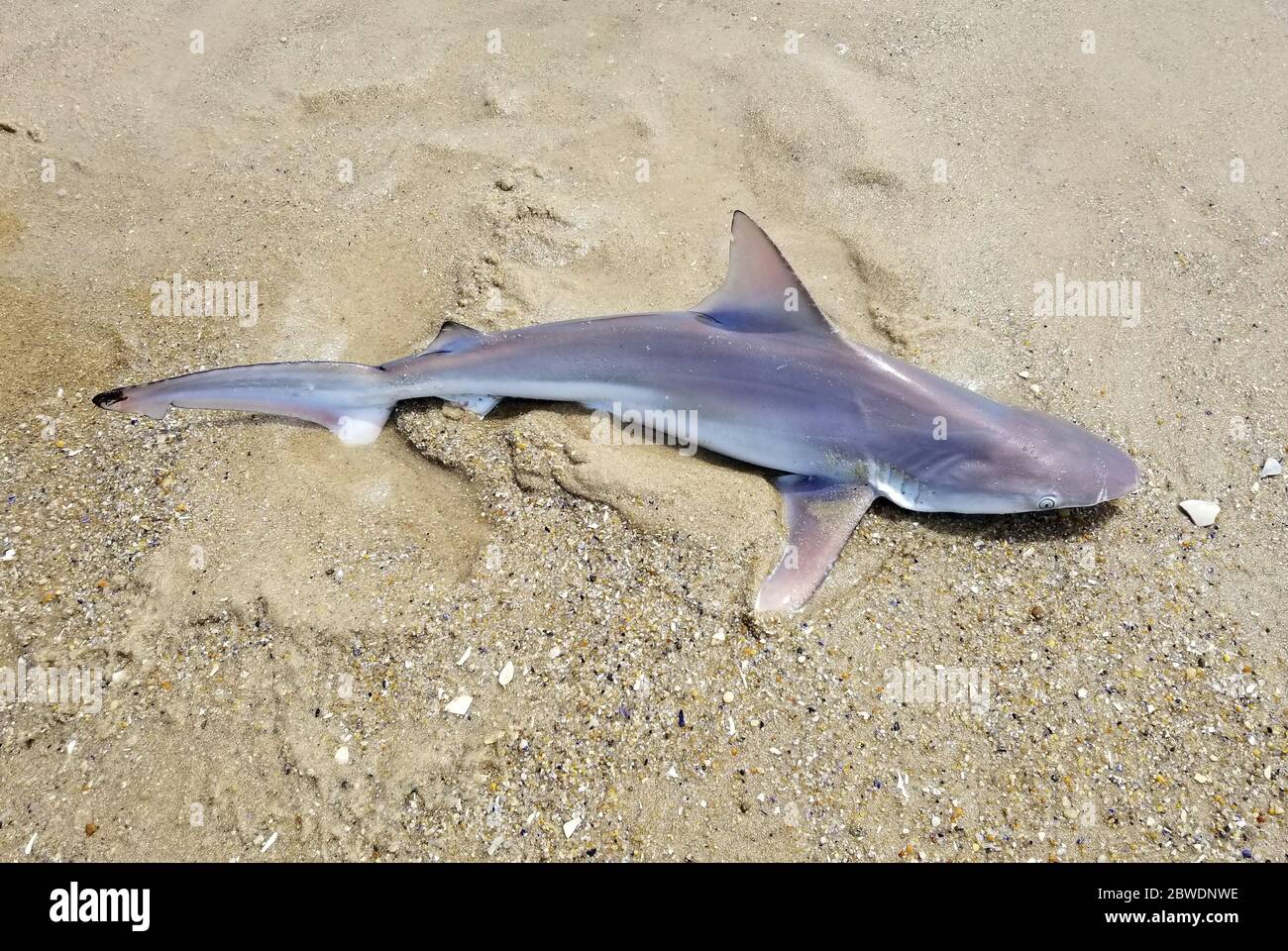 Einen bullenhai fangen -Fotos und -Bildmaterial in hoher Auflösung – Alamy